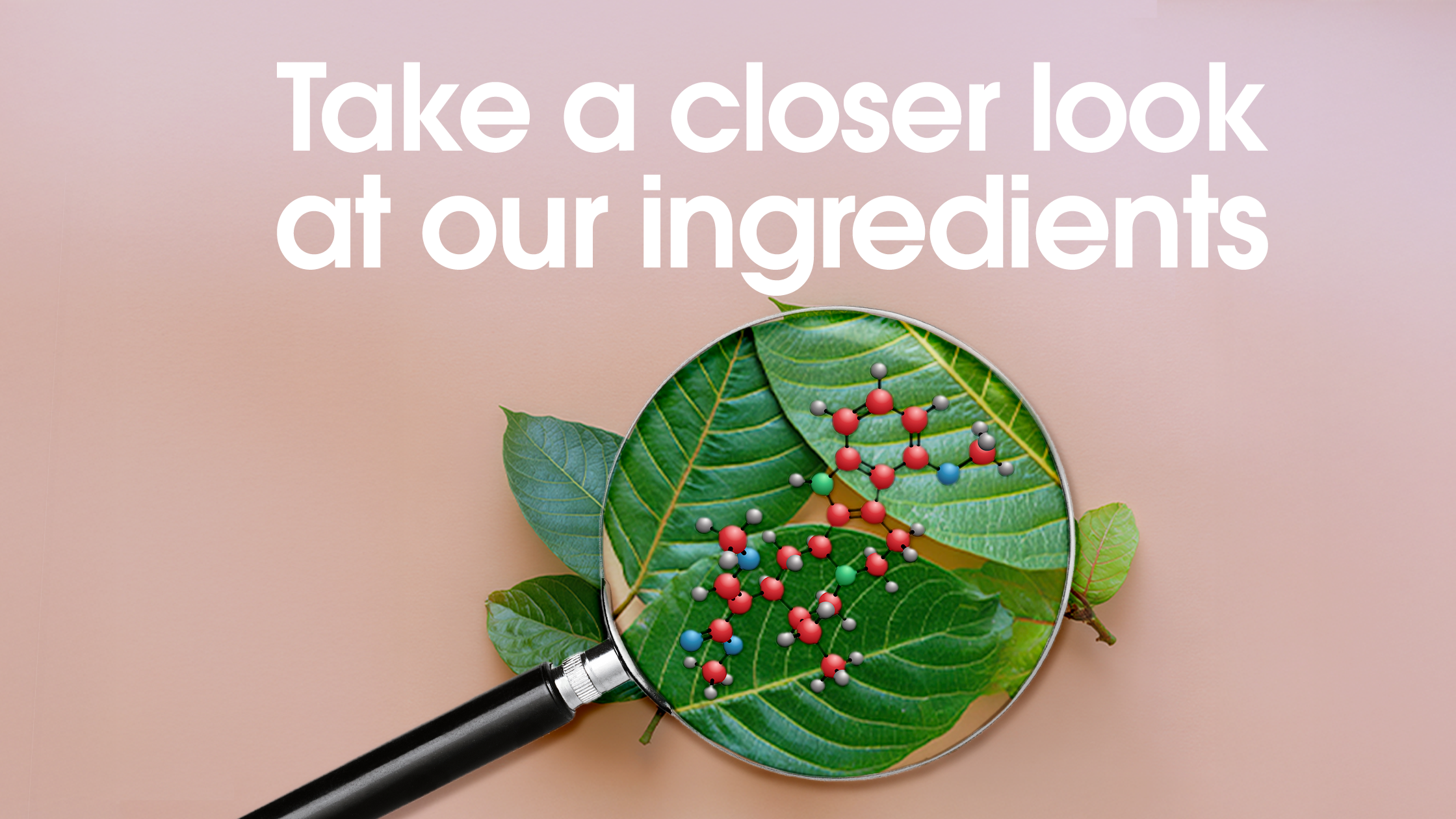 What’s Inside Our Botanicals - Zion Herbals